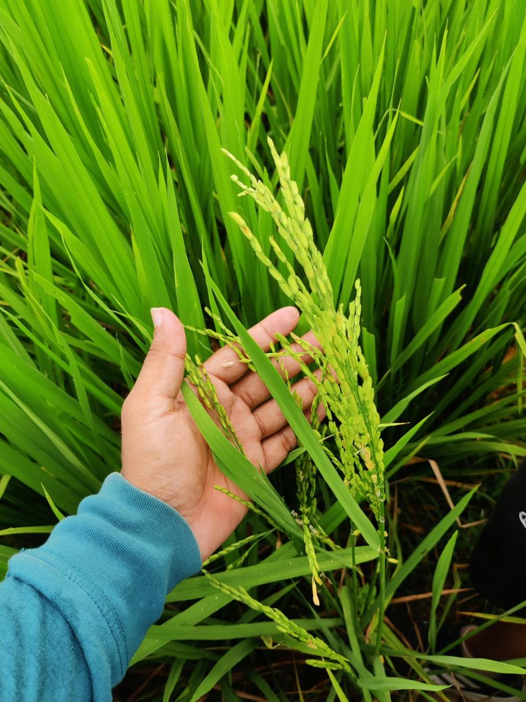 Petani Desa Wajib Tahu! Inilah Cara Mengatasi Hama Wereng pada Padi ...